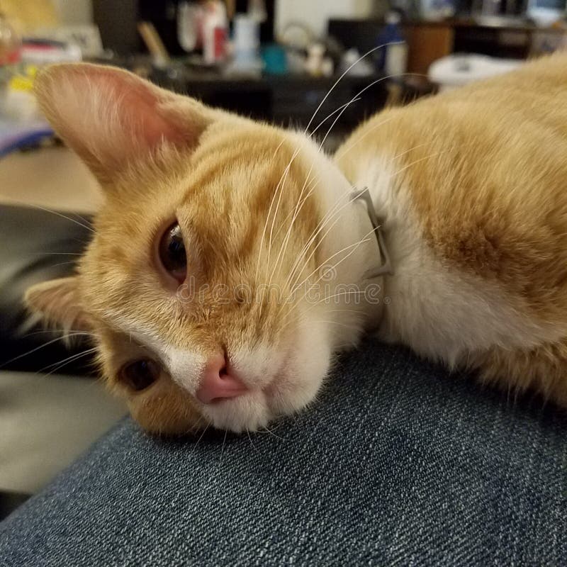 Simba stock photo. Image of kitten, orange, tabby, simba - 97868504