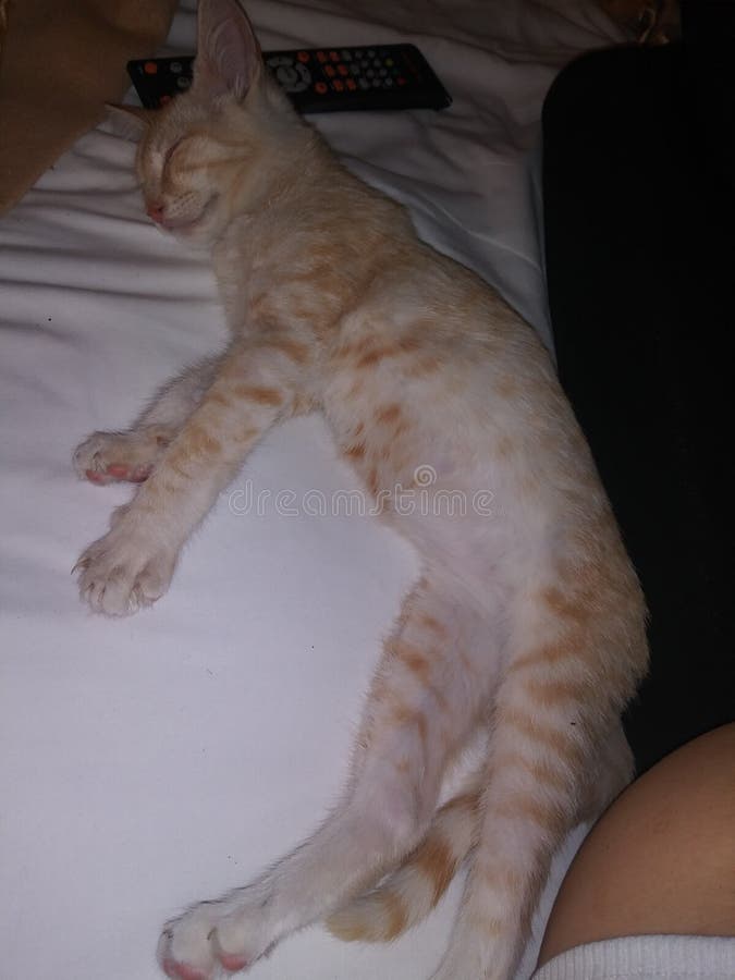 Simba kitty cat stock image. Image of calico, simba - 154997421