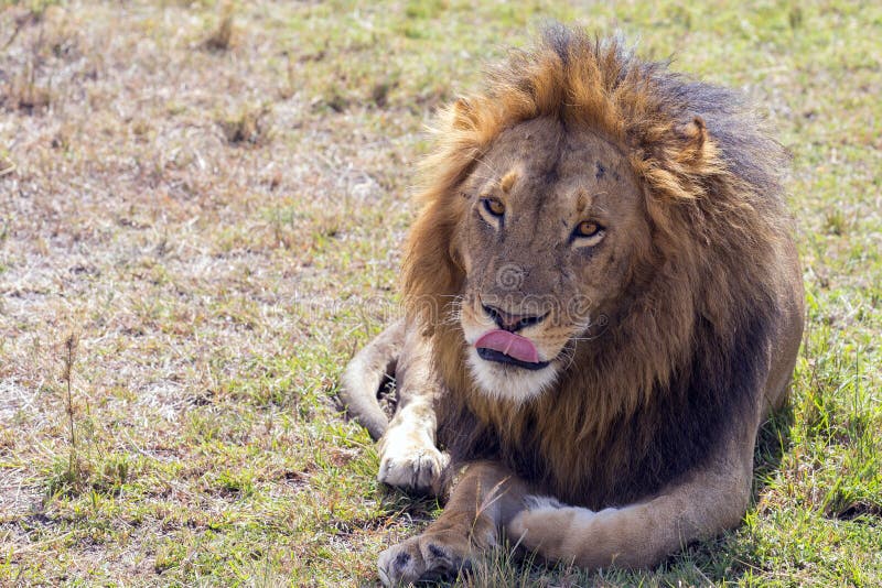 Simba stock photo. Image of africa, african, large, feline - 96390726