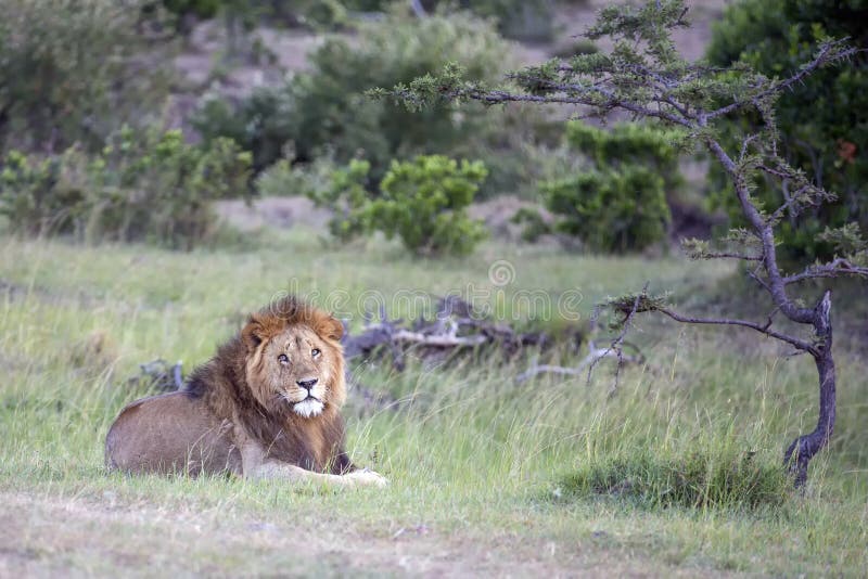 Simba stock image. Image of king, portrait, carnivore - 96378859