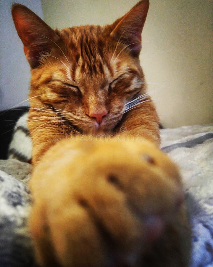 Simba stock image. Image of sleepy, kitty, lion, comfy - 83977889