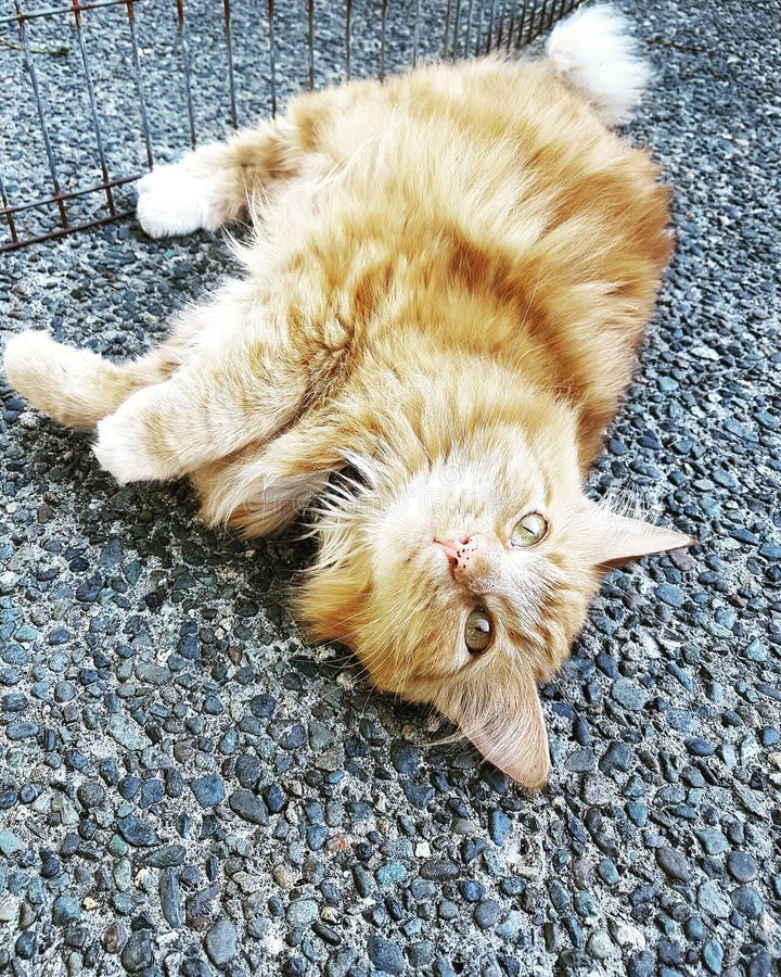 Kitten Simba Stock Photos - Free & Royalty-Free Stock Photos from ...