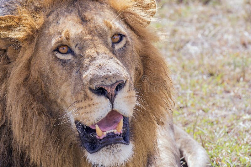 Simba stock photo. Image of face, national, nature, mammal - 96391946