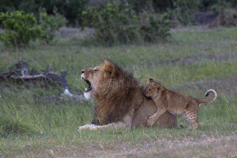 Simba Simba stock image. Image of majestic, african, cubs - 96378989
