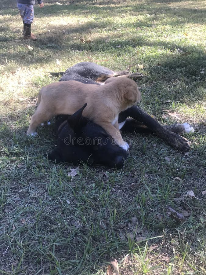 Simba y Rocco imagen de archivo. Imagen de rottweiler - 158100389
