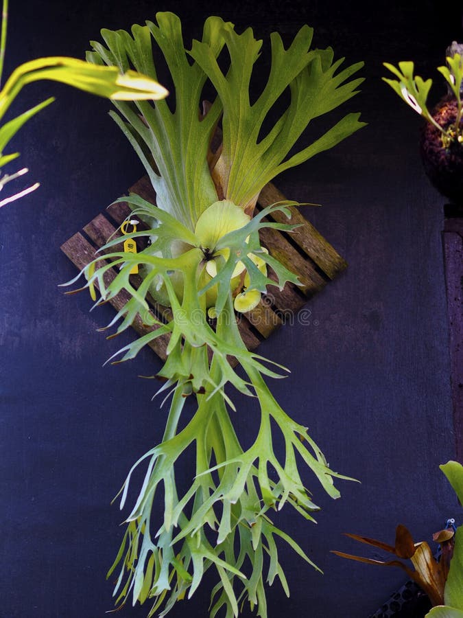 This is a simbar plant stock photo. Image of produce - 293011420