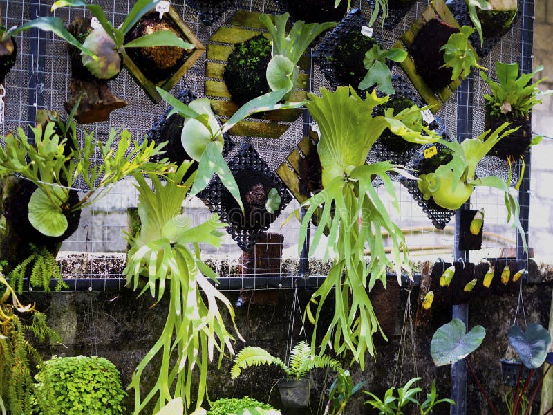 Simbar plant stock photo. Image of backyard, wall, plant - 293273652