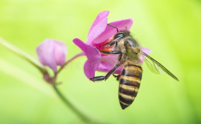 Simbiose da natureza imagem de stock. Imagem de pétala - 28855685