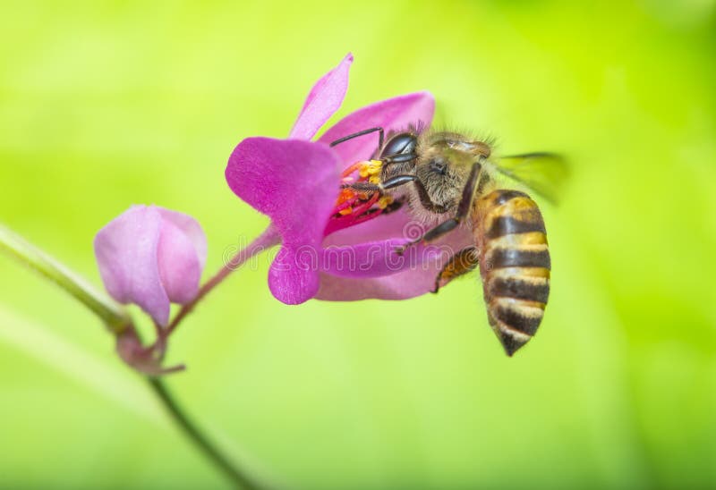 Simbiose da natureza imagem de stock. Imagem de pétala - 28855685