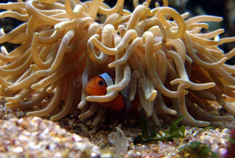 Simbiosis imagen de archivo. Imagen de animal, garganta - 1266343