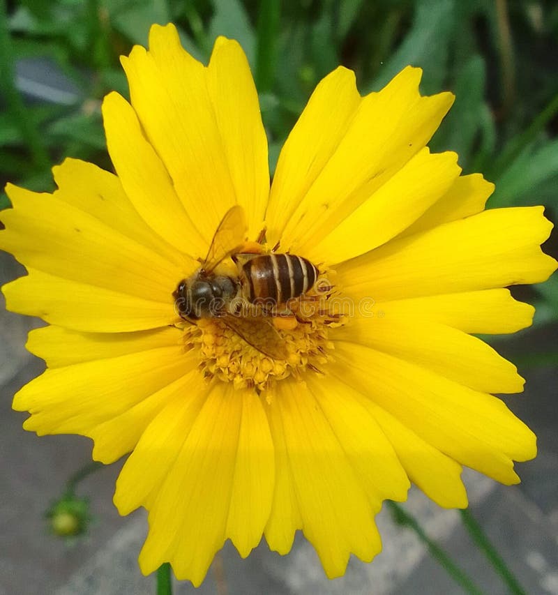 Simbiosis Mutualisme Bee and Flower Stock Photo - Image of honey ...