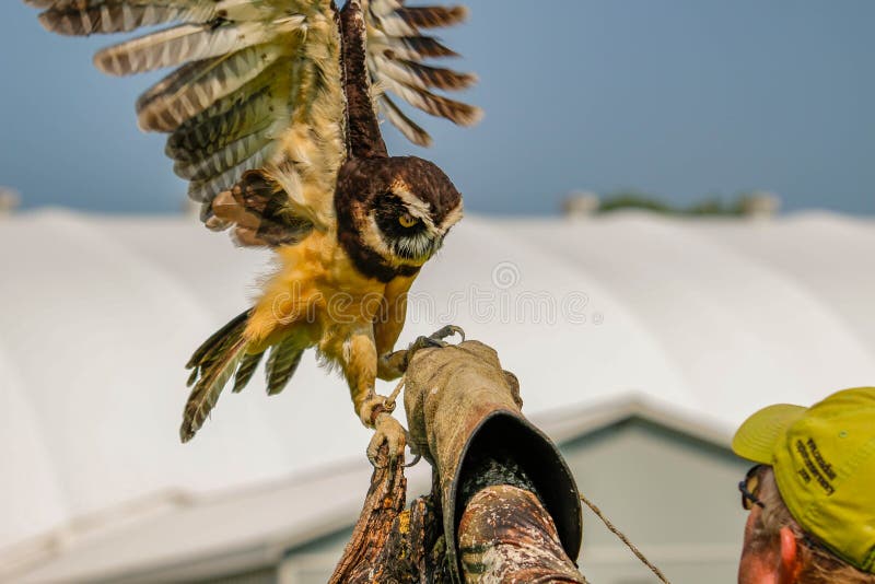 Simcoe, Canada, July 31 2021: Editorial Photo of a Bird Handler ...