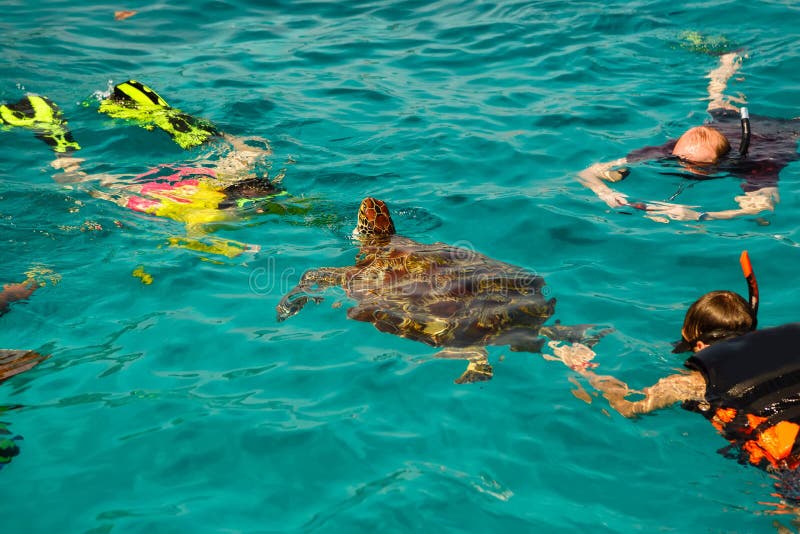 Similan Turtle Islands Beach Sea Editorial Photography - Image of tree ...