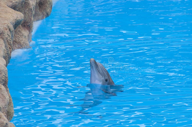 Delfiner Som Simmar I Det Kantabriska Havet. Bask Landspets ...