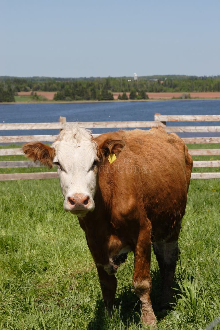 2,670 Simmental Cattle Stock Photos - Free & Royalty-Free Stock Photos ...