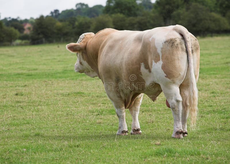 Simmental Bull Australian Beef Cattle Breed Stock Photo - Image of ...