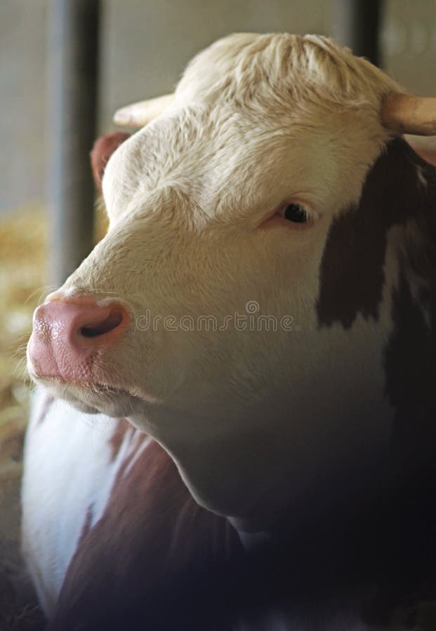 Simmental Cattle in a Stable, Close-up Stock Photo - Image of brown ...