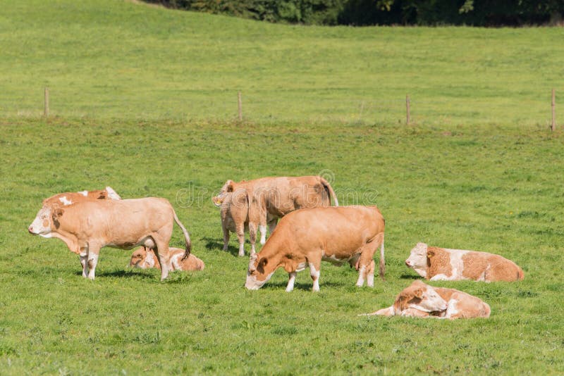 Simmental herd stock image. Image of grass, bull, bovine - 33818859