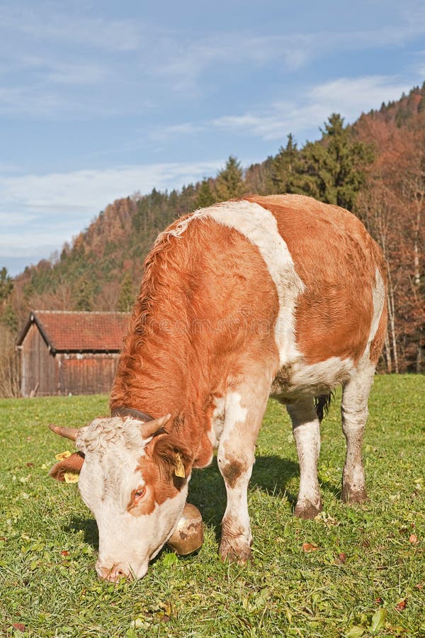 Zwarte Drakensberger koe stock afbeelding. Image of vlees - 23821249