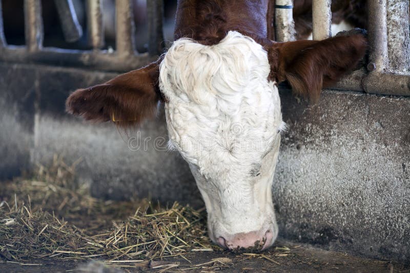 Simmental koe het voeden stock afbeelding. Image of kudde - 109433047
