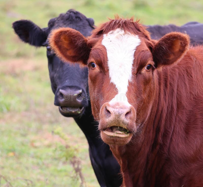 Simmental is One of the Oldest and Most Recognized Cattle Breeds Stock ...