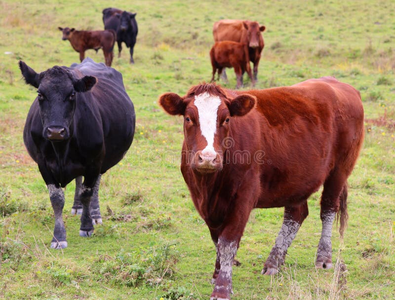 Simmental is One of the Oldest and Most Recognized Cattle Breeds Stock ...