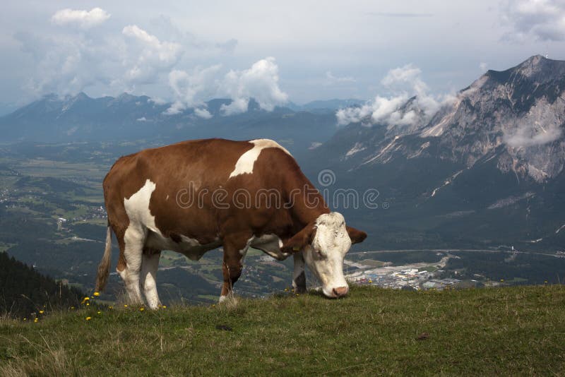 Simmentaler on Mountain Meadow. Stock Image - Image of outdoors, ridge ...