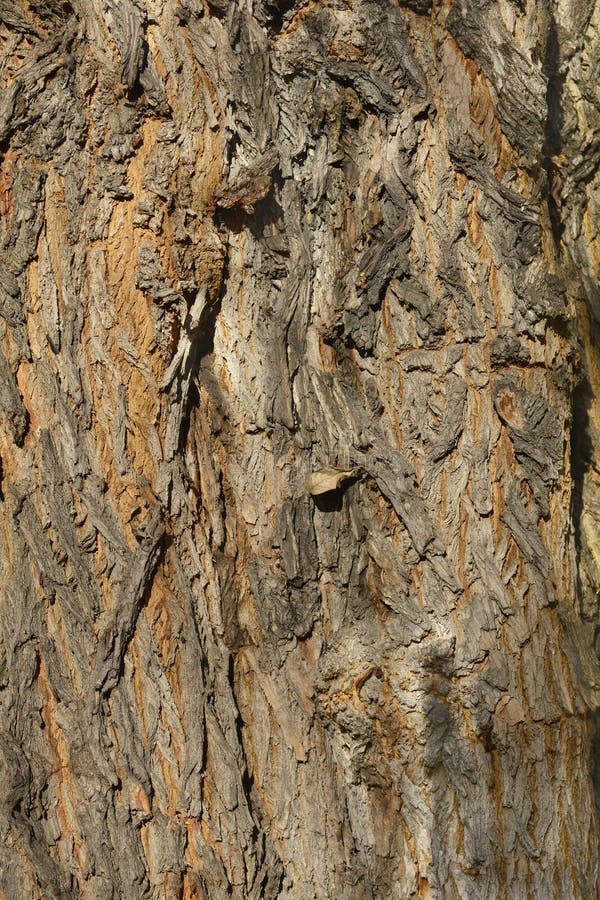 Simon poplar stock photo. Image of bark, background - 343760084
