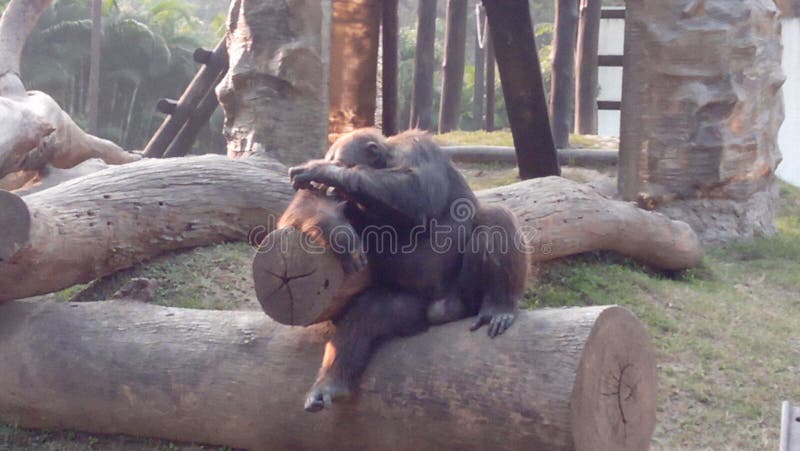 Simpangi Stock Photos - Free & Royalty-Free Stock Photos from Dreamstime