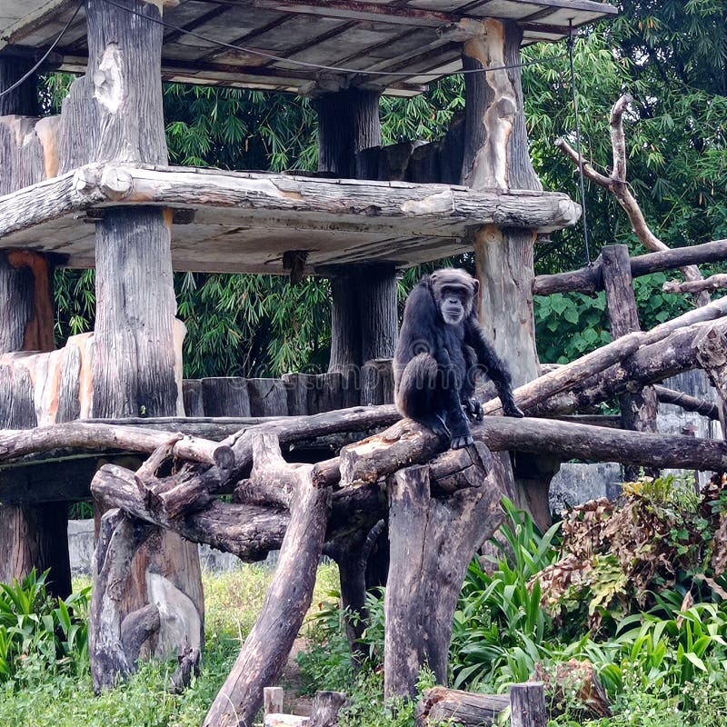 Simpanze Sitting on the Branch Stock Image - Image of forest, simpanze ...