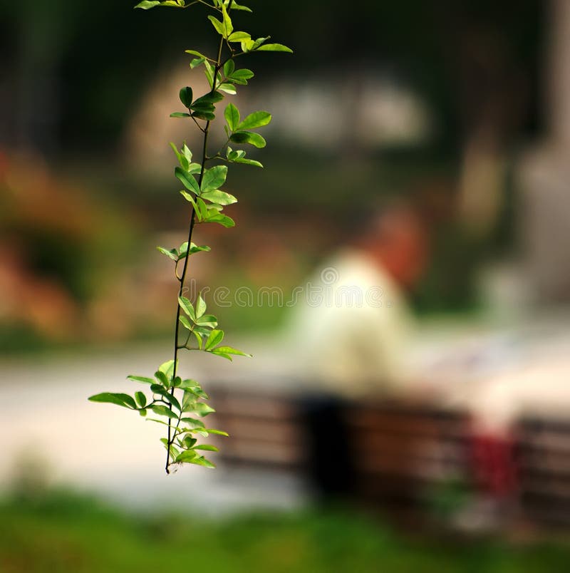 Simple stock photo. Image of grass, beautiful, spring - 5554388