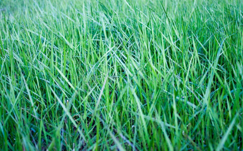 Simple Abstract Background from the Surface of a Green Grass Stock ...