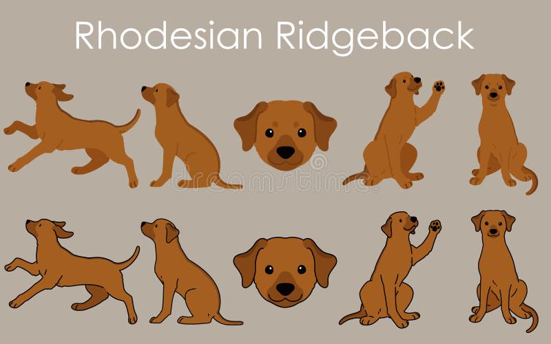 Simple and Adorable Illustration Set of Rhodesian Ridgeback Stock ...