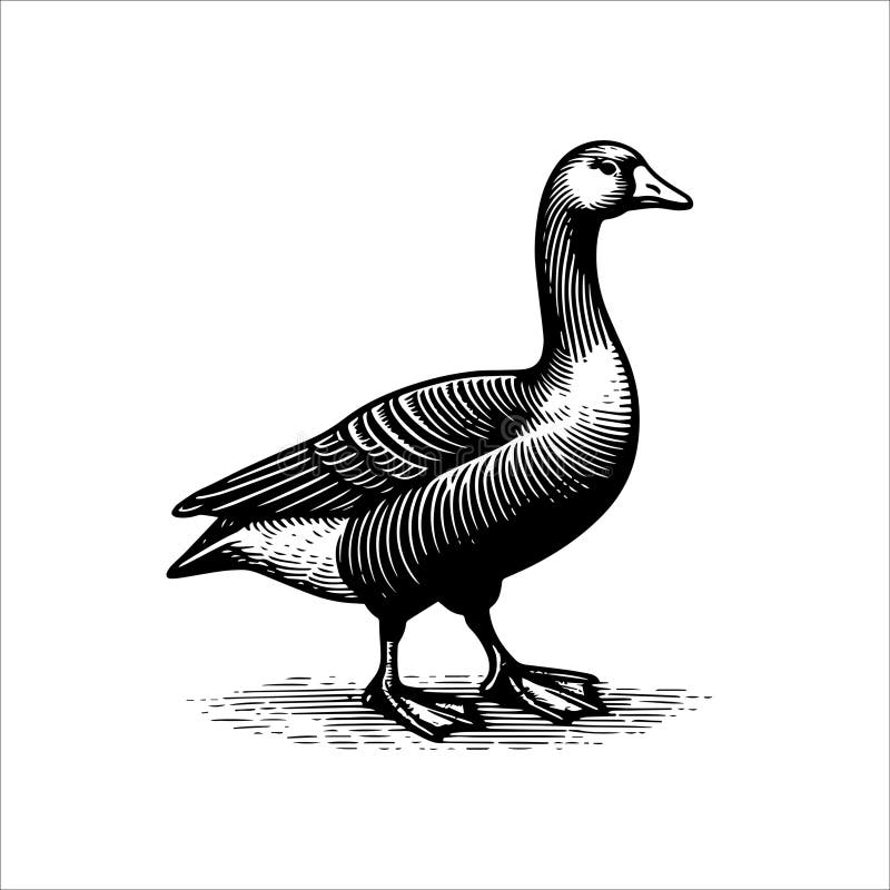 American Buff Goose Standing Vector Illustration Design. Stock Vector ...