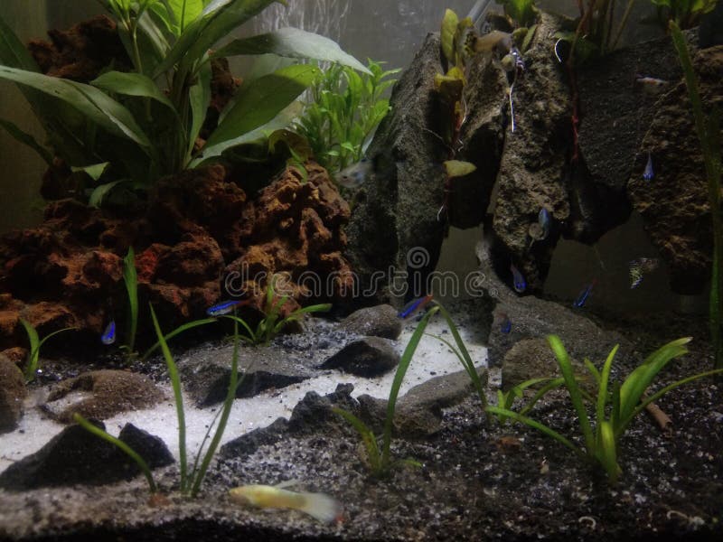 Simple aquascaping stock image. Image of animal, wildlife - 288771759