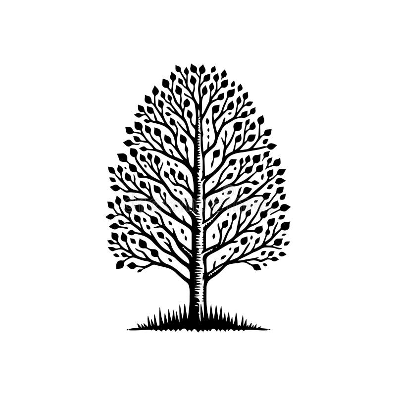 Simple Aspen Tree Front View Vector Retro Vintage Illustration. Stock ...