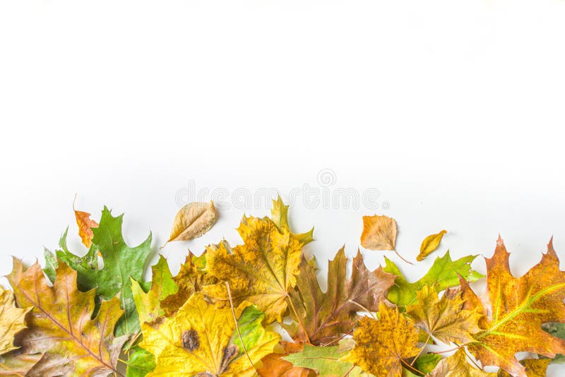 Autumn Leaves and Pumpkins Flatlay Background Stock Photo - Image of ...