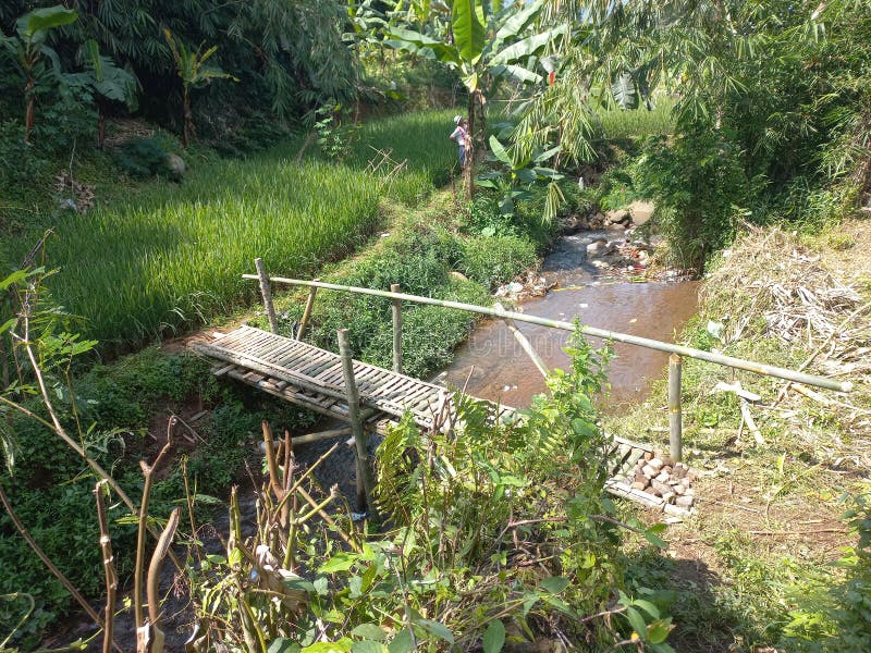 Simple bamboo bridge stock photo. Image of soil, plant - 262885636