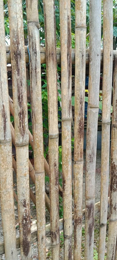 Simple bamboo fence stock photo. Image of fence, simple - 265404310