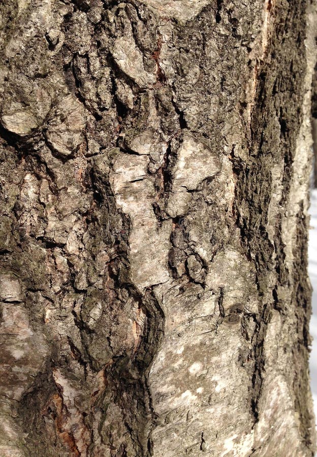 Simple Bark on a Tree. the Greatest Sculptor and Artist is Nature ...