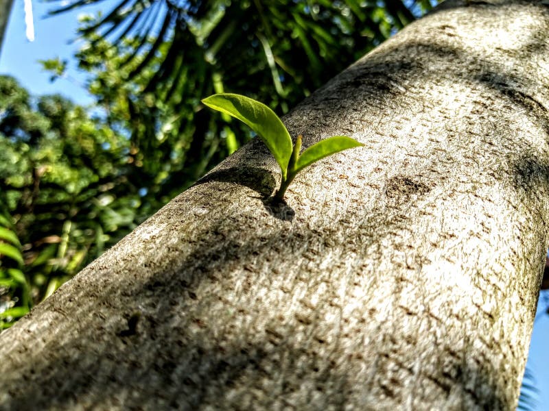 Simple and Beautiful Enough To Be Surprised Stock Photo - Image of ...