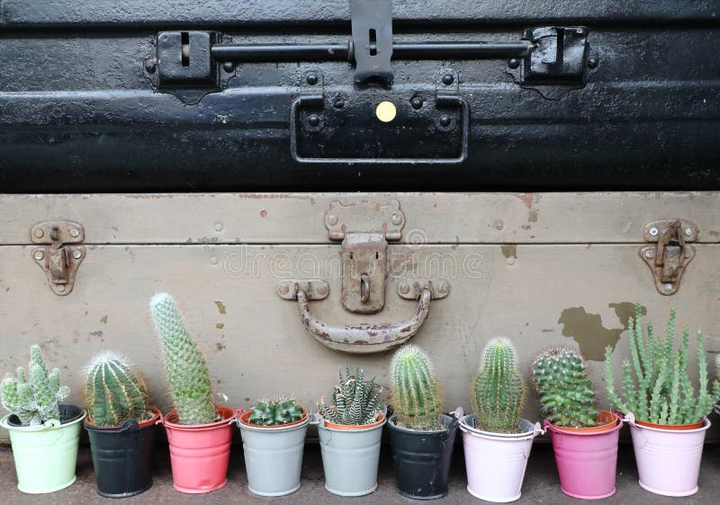 Simple and Beautiful Looking with Two Boxes and a Row of Cactus. Stock ...