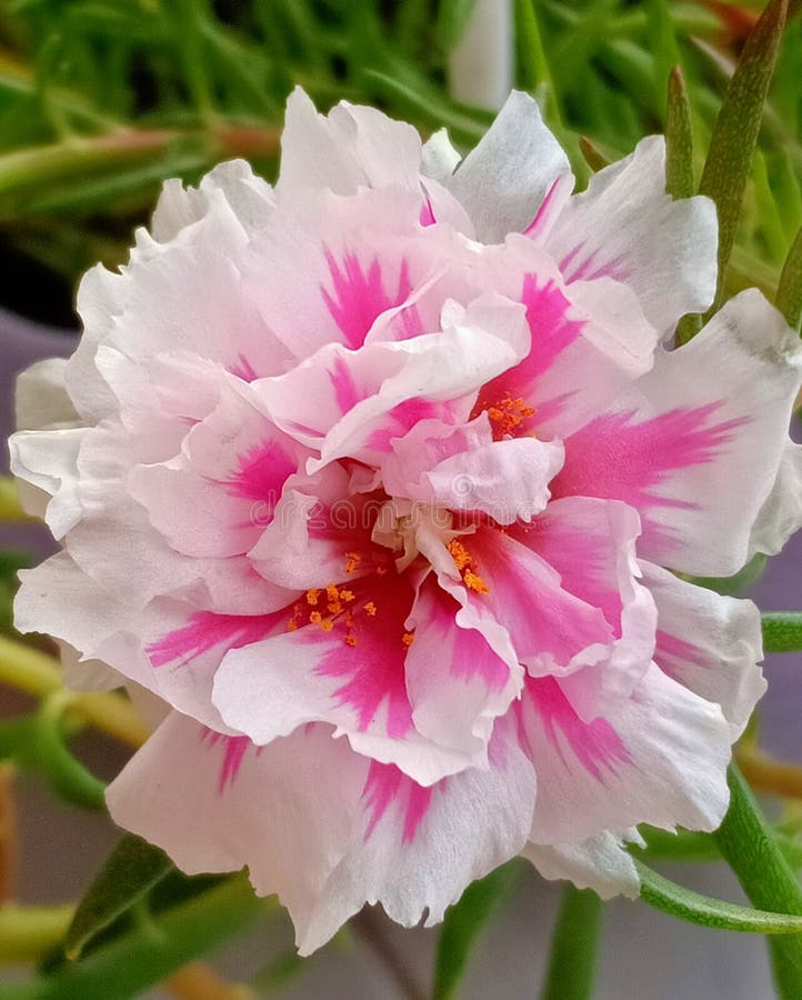 Simple but beautiful stock image. Image of lilac, wildflower - 265490107