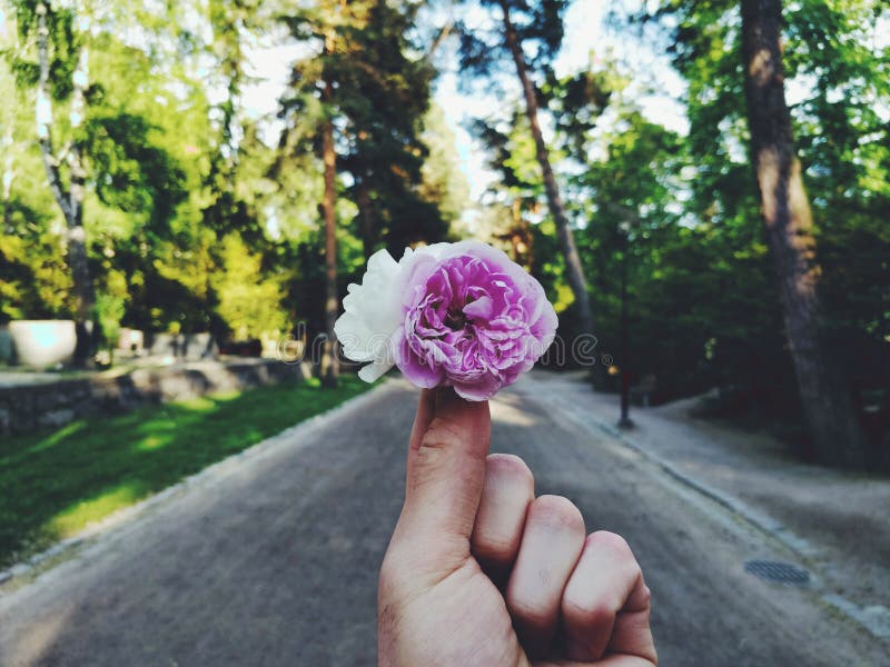 Simple Beauty stock photo. Image of beauty, simple, flower - 125508304