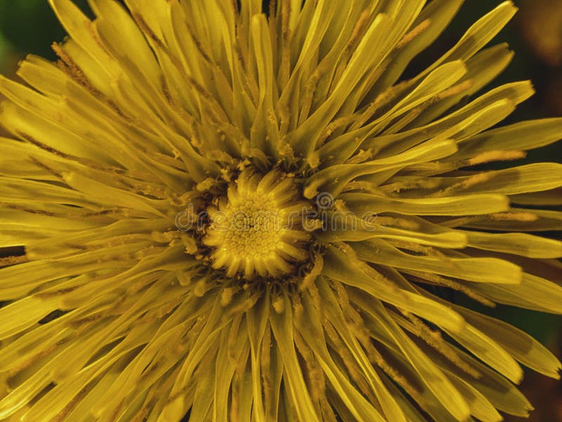 Simple Beauty of a Nature, Resembles Life Stock Photo - Image of nature ...