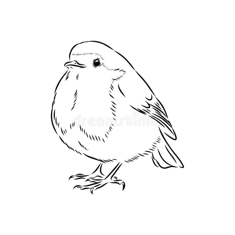Simple Black Outline Vector Drawing. Robin Bird Isolated on White ...