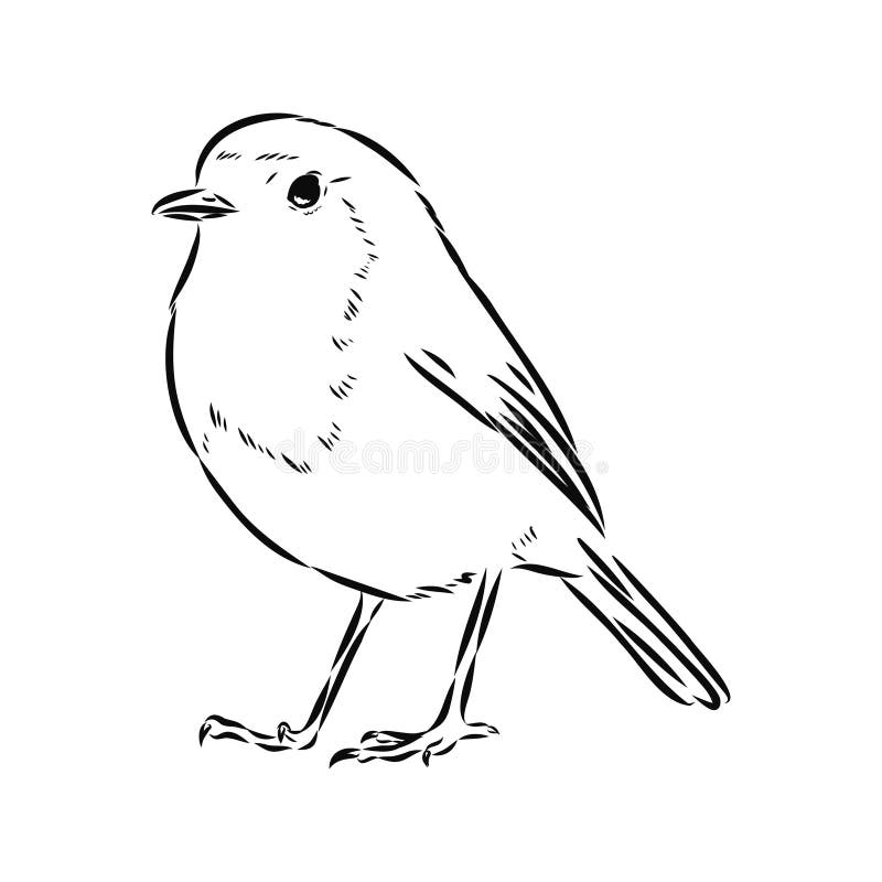 Simple Black Outline Vector Drawing. Robin Bird Isolated on White ...