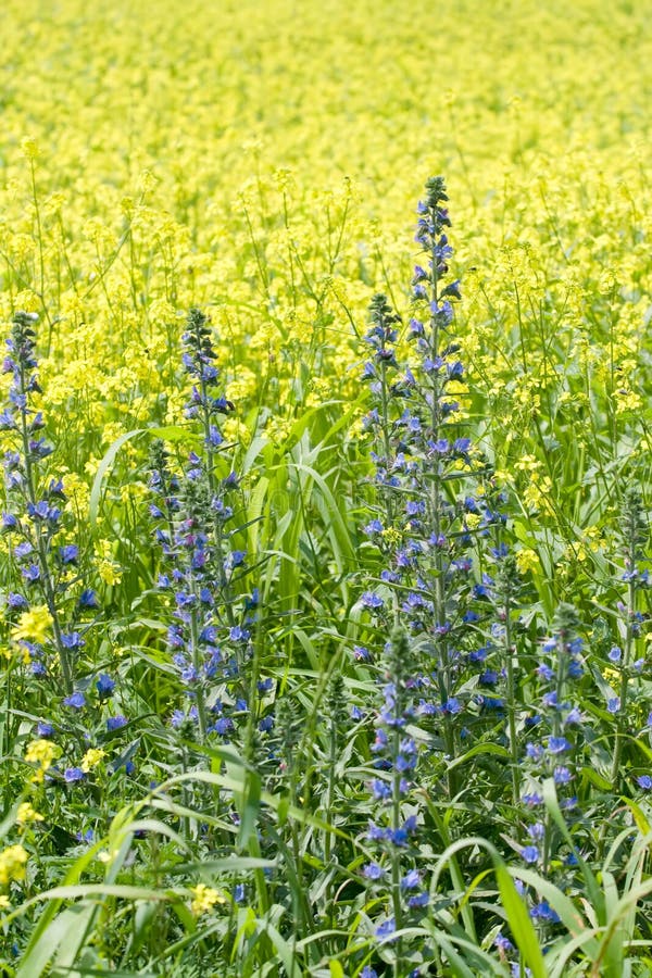 Simple blue flowers stock photo. Image of sunshine, abstract - 73746124