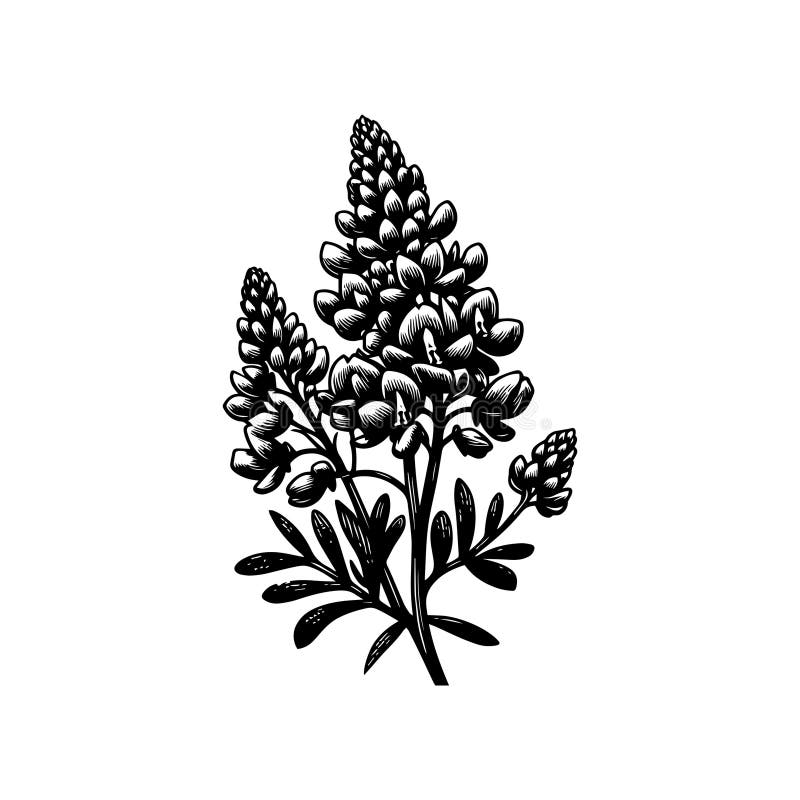 Bluebonnet Bouquet Front View Vector for Vintage Logo and Retro ...