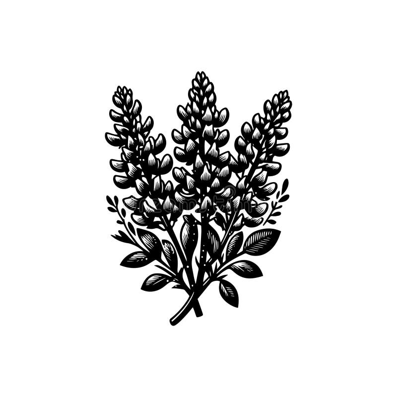 Simple Bluebonnet Bouquet Front View Vector with Vintage Logo and Retro ...